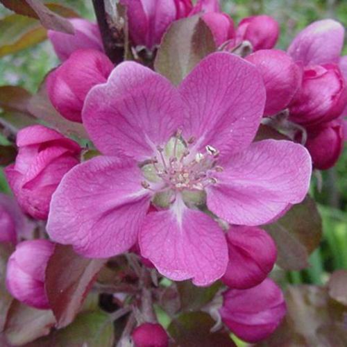 Apple (Malus domestica 'Red Devil') in the Apples Database - Garden.org