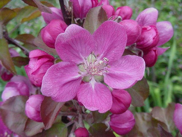 Apple (Malus domestica 'Red Devil') in the Apples Database - Garden.org