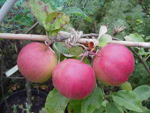 Apple (Malus domestica 'Pink Pearmain') in the Apples Database - Garden.org