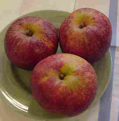 Apple (Malus domestica Red Windsor®) in the Apples Database - Garden.org