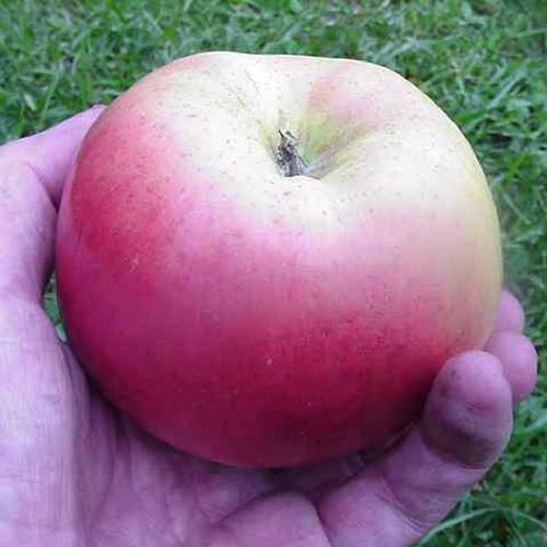 Apple (Malus domestica 'Martin's Costard') in the Apples Database - Garden.org