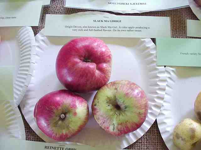Apple (Malus domestica 'Slack-ma-Girdle') in the Apples Database ...