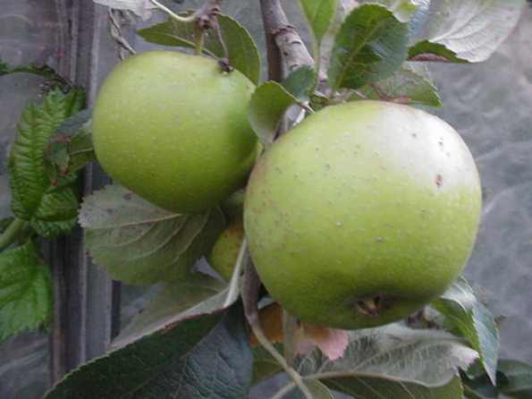 Apple (Malus domestica 'Spenser Seedless') in the Apples Database - Garden.org