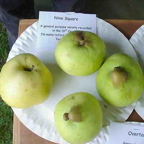 Apple (Malus domestica 'Nine Square') in the Apples Database - Garden.org