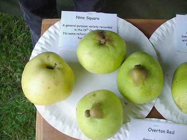 Apple (Malus domestica 'Nine Square') in the Apples Database - Garden.org