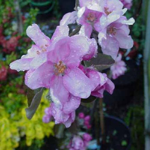 Apple (Malus domestica 'Scarlet Surprise') in the Apples Database ...