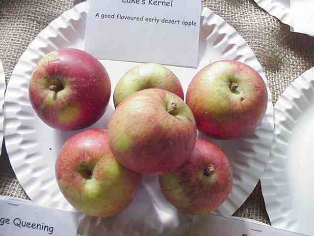 Apple (Malus domestica 'Luke's Kernel') in the Apples Database - Garden.org