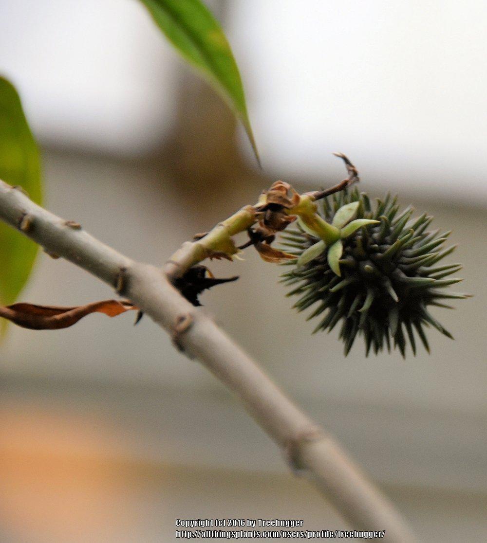 Photo of the seed pods or heads of Bush Allamanda (Allamanda schottii ...