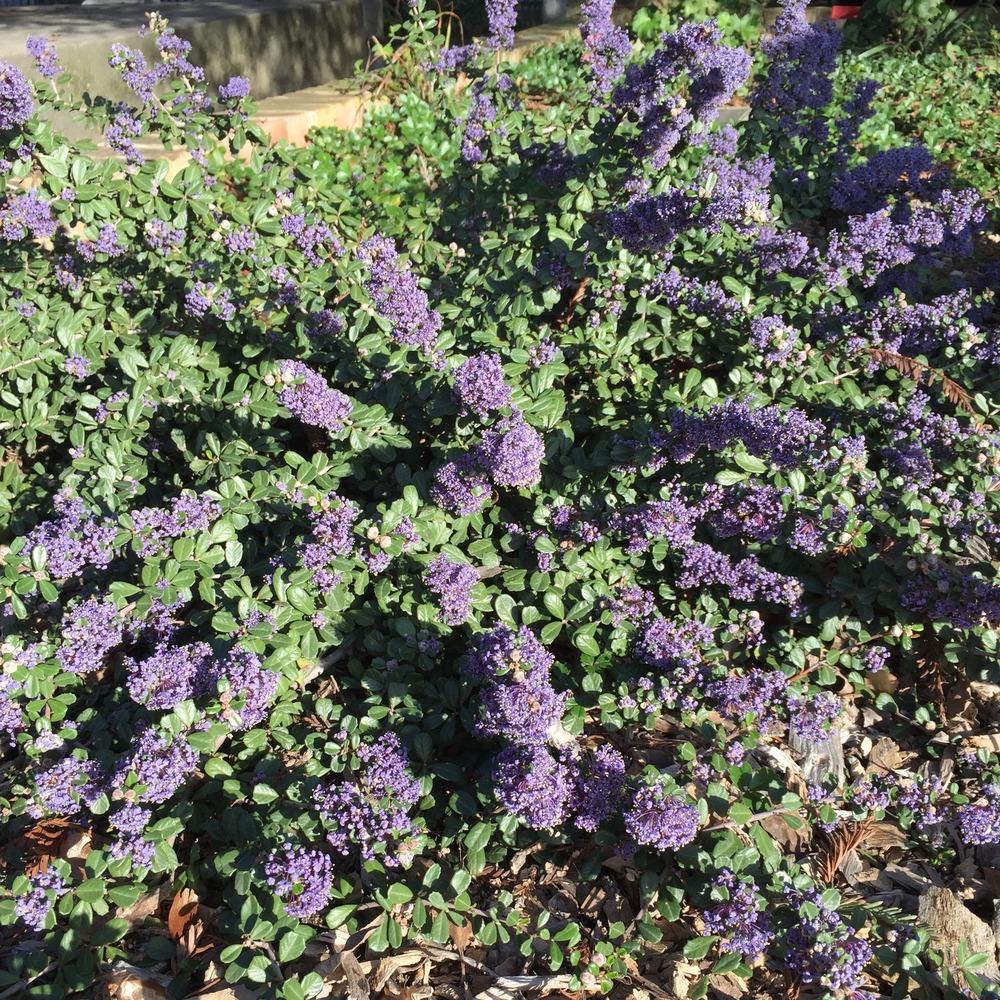 Photo of the entire plant of California Lilac (Ceanothus maritimus ...