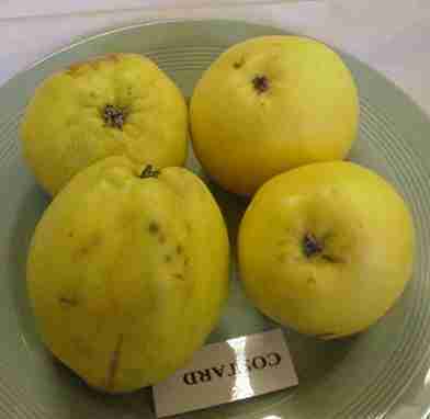 Apple (Malus domestica 'Costard') in the Apples Database - Garden.org