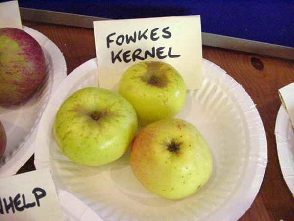 Apple (Malus domestica 'Fowkes Kernel') in the Apples Database - Garden.org