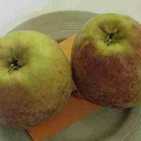 Photo of the fruit of Apple (Malus domestica 'Malling Kent') posted by ...