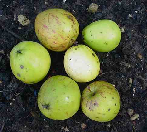 Apple (Malus domestica 'Burford Sour') in the Apples Database - Garden.org