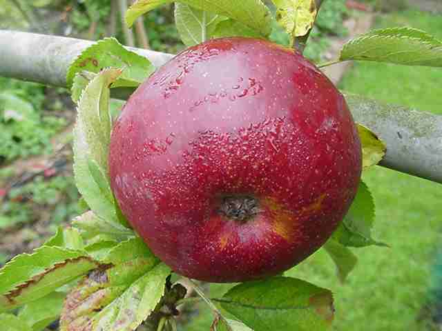 Apple (Malus domestica 'Burford Red') in the Apples Database - Garden.org
