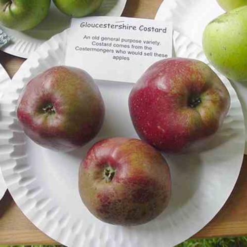 Apple (Malus domestica 'Gloucestershire Costard') in the Apples Database - Garden.org