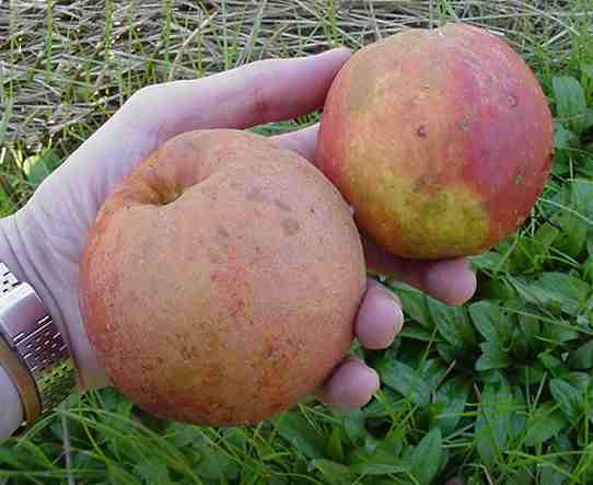 Apple (Malus domestica 'Ernie's Russet') in the Apples Database ...