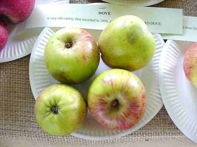 Apple (Malus domestica 'Dove') in the Apples Database - Garden.org