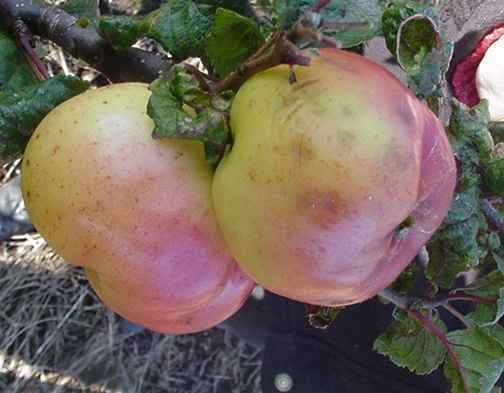 Apple (Malus domestica 'Hambledon Deux Ans') in the Apples Database - Garden.org