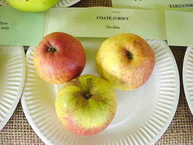 Apple (Malus domestica 'Coate Jersey') in the Apples Database - Garden.org