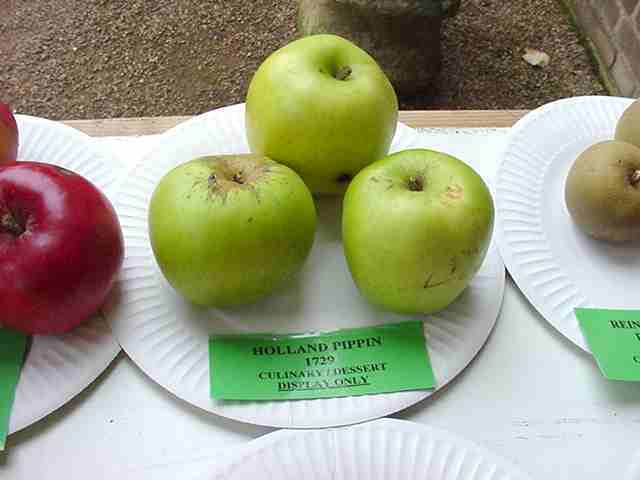 Apple (Malus domestica 'Holland Pippin') in the Apples Database - Garden.org