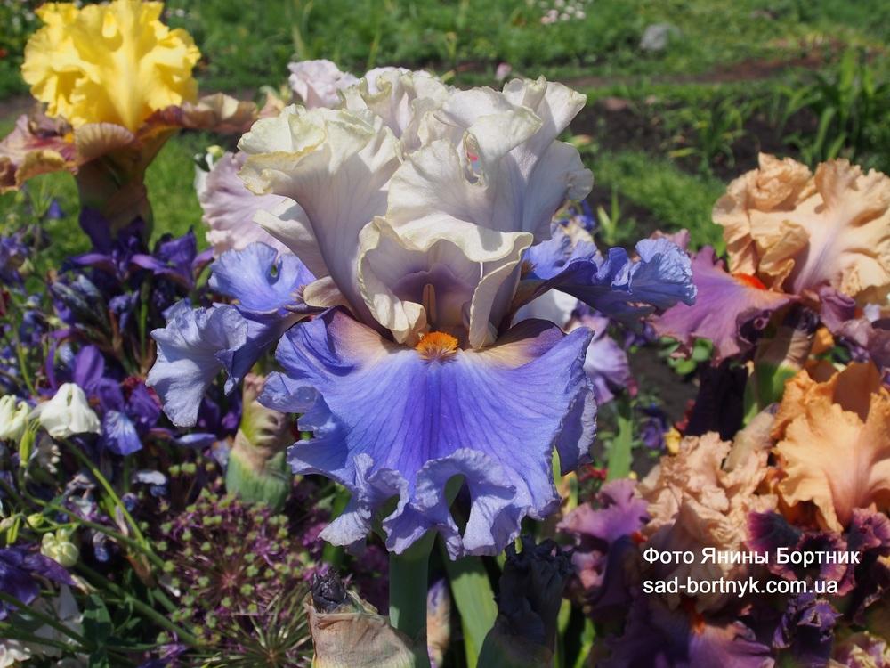 Tall Bearded Iris (Iris 'All Ashore') in the Irises Database - Garden.org