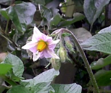 Potato (Solanum tuberosum Sarpo® Axona) in the Potatoes Database ...