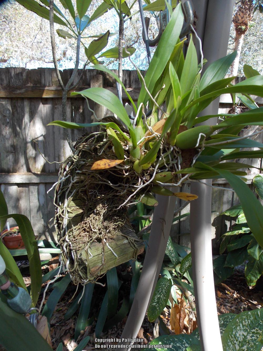 Orchids on Wood mounts in the Orchids forum - Garden.org