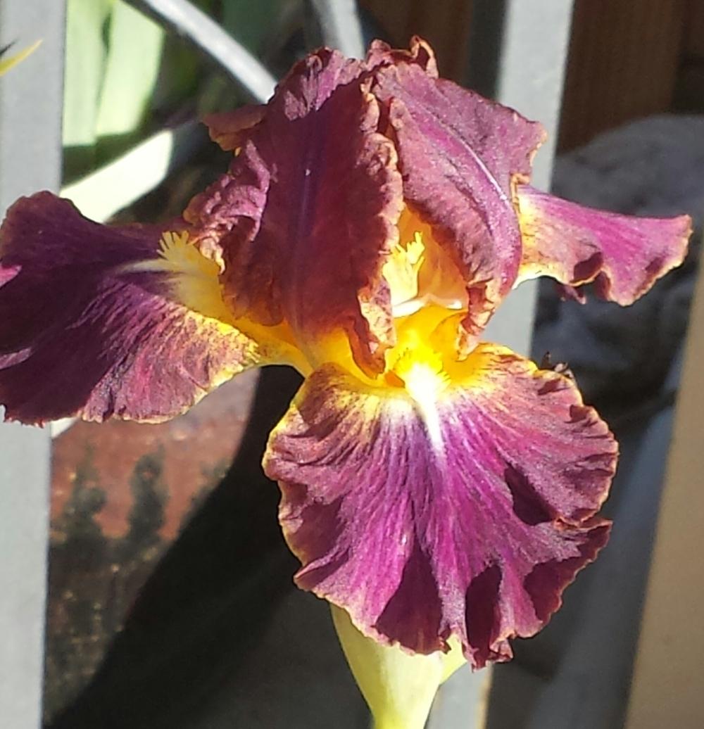 Intermediate Bearded Iris (Iris 'Leave the Light On') in the Irises ...