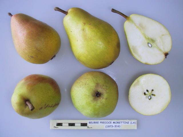 Pear (Pyrus communis 'Beurre Precoce Morettini') in the Pears Database ...