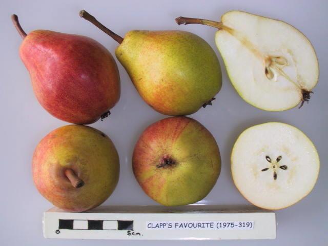 Pear (Pyrus communis 'Clapp's Favourite') in the Pears Database ...