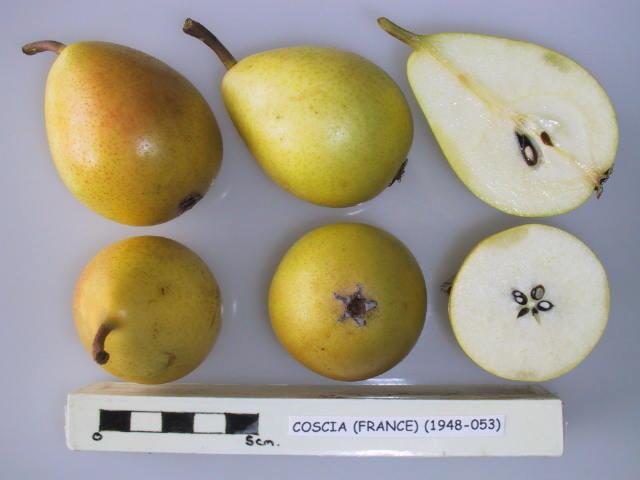 Pear (Pyrus communis 'Coscia') in the Pears Database - Garden.org