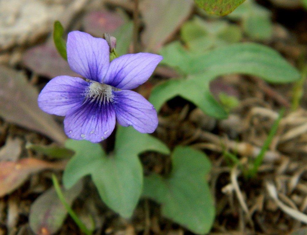 Palmate Violet (Viola palmata) in the Violas Database - Garden.org