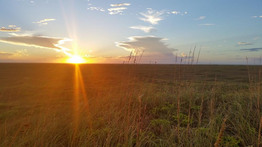 Gulfdune paspalum (Paspalum monostachyum) - Garden.org