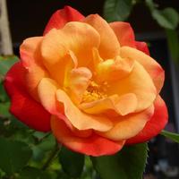 Rose (Rosa 'Joseph's Coat') in the Roses Database - Garden.org