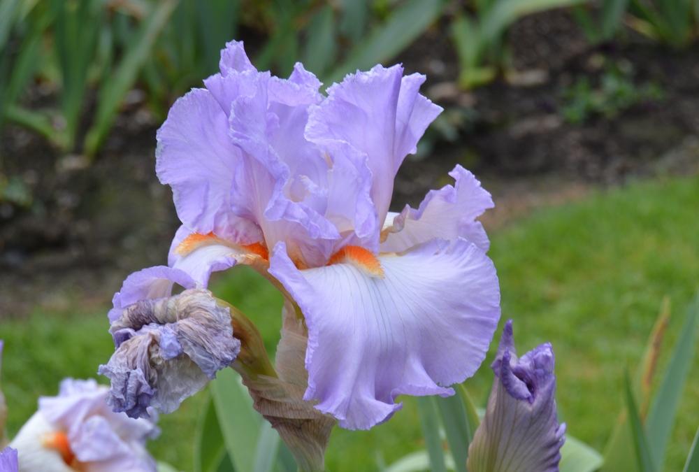 Photo of the bloom of Tall Bearded Iris (Iris 'Oui Madame') posted by ...
