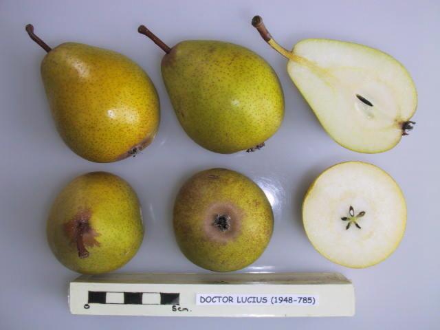 Pear (Pyrus communis 'Doctor Lucius') in the Pears Database - Garden.org