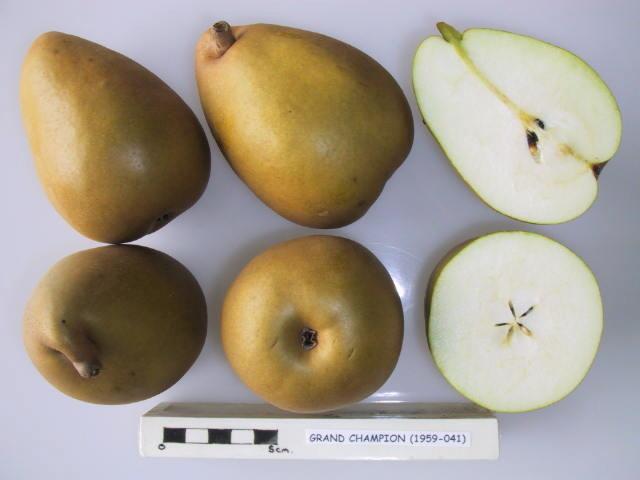 Pear (Pyrus communis 'Grand Champion') in the Pears Database - Garden.org