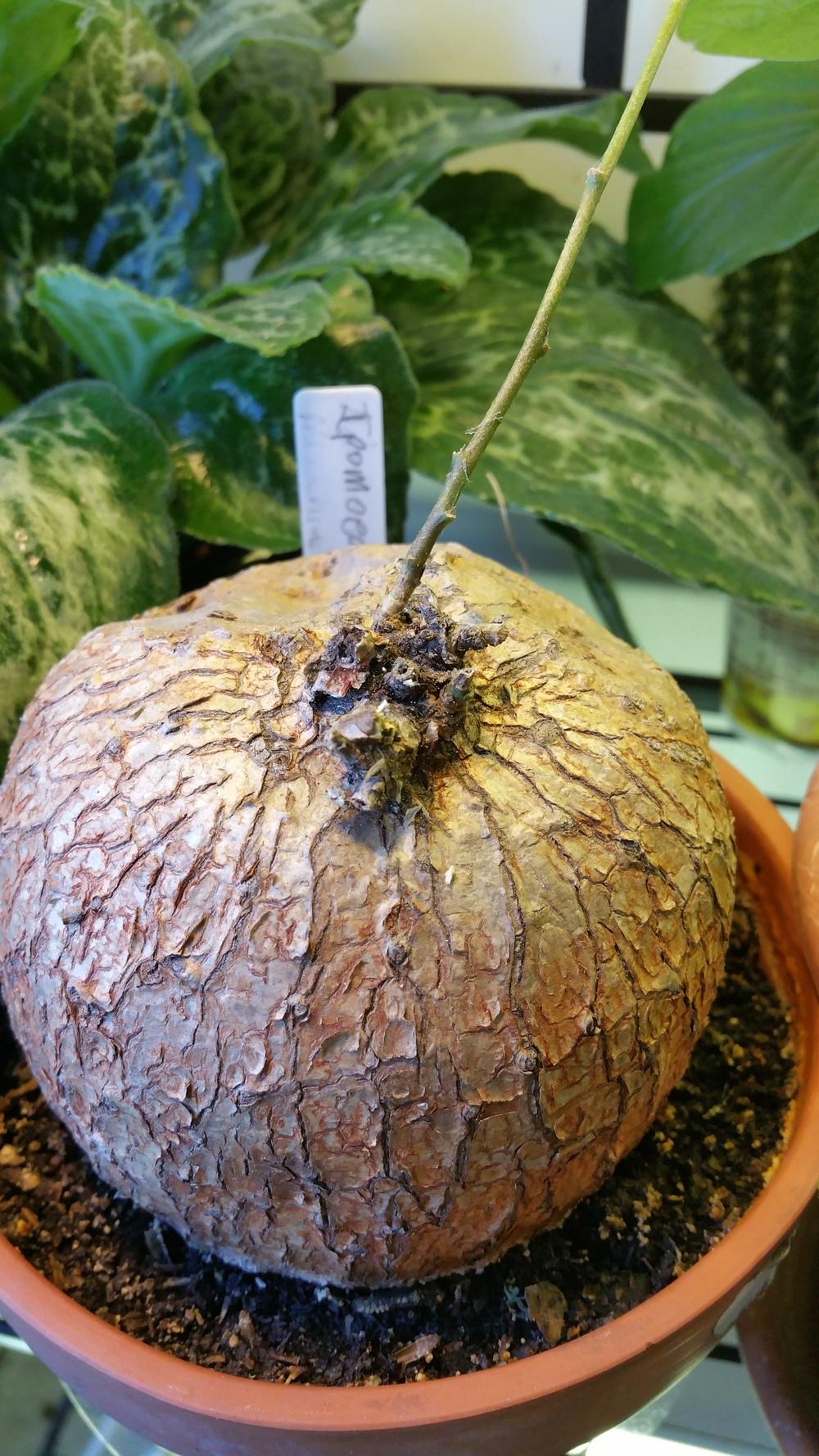 Photo of the roots of Ipomoea (Ipomoea bolusiana) posted by Gerris2 ...