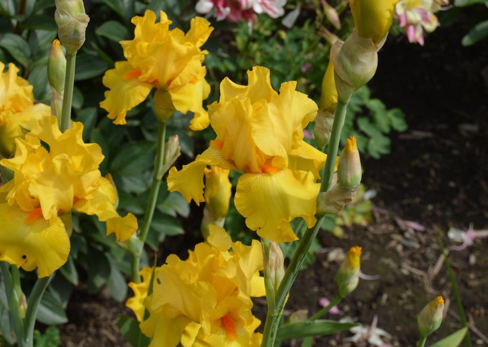 Photo of the bloom of Tall Bearded Iris (Iris 'Slew o' Gold') posted by ...