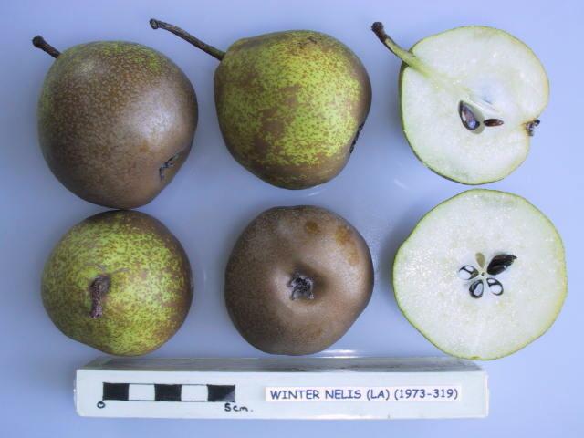 Common Pear (Pyrus communis 'Winter Nelis') in the Pears Database ...