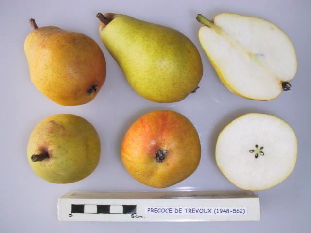Common Pear (Pyrus communis 'Precoce de Trevoux') in the Pears Database ...