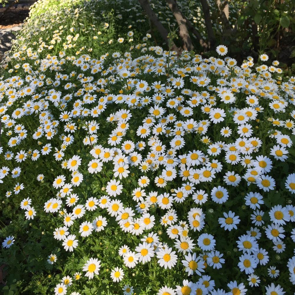 Photo of the entire plant of Creeping Daisy (Mauranthemum paludosum ...