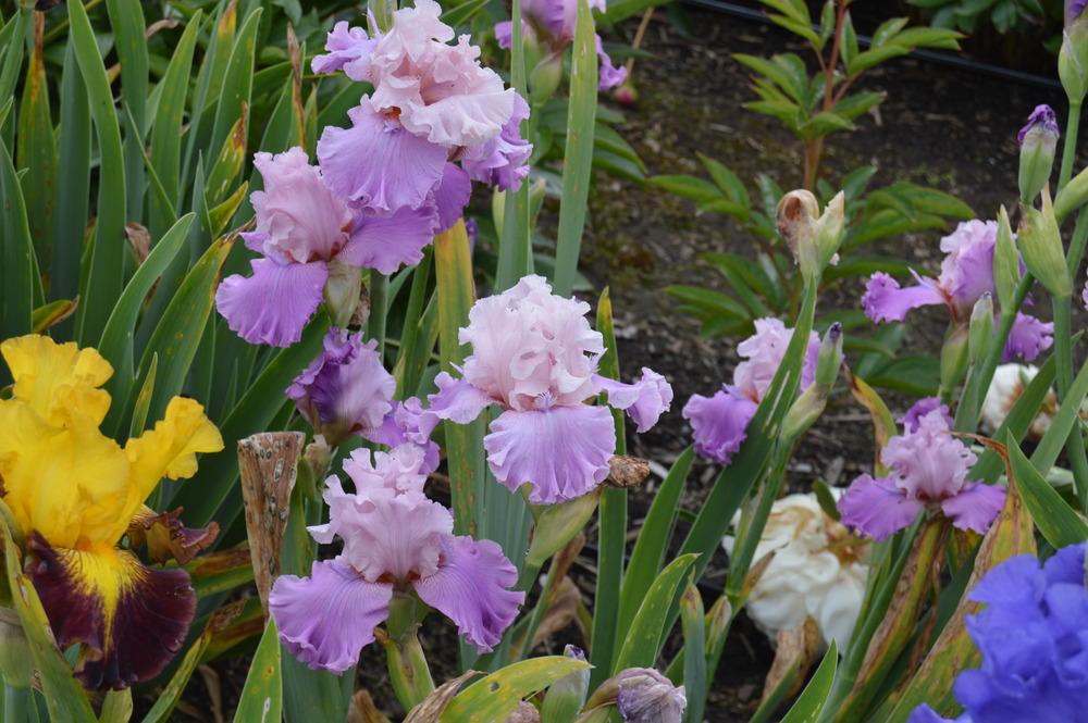Photo of the bloom of Tall Bearded Iris (Iris 'Act Surprised') posted by KentPfeiffer - Garden.org