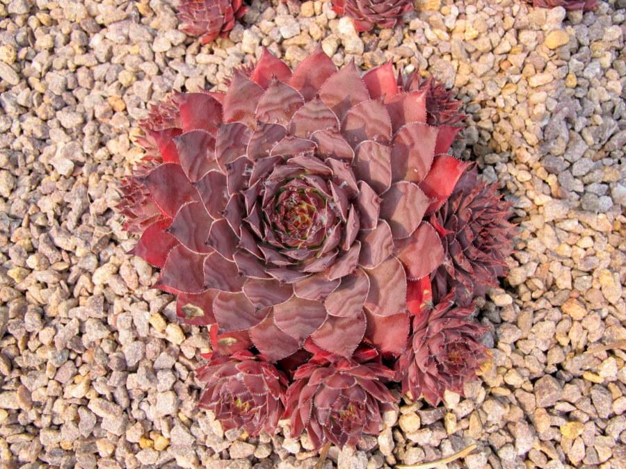 Sempervivum of the Day: Hen and Chicks (Sempervivum 'Jet') in the ...