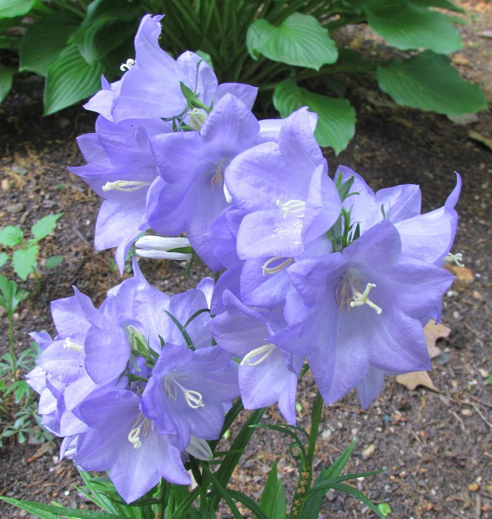 Bellflower (Campanula persicifolia 'Takion Blue') in the Bellflowers ...