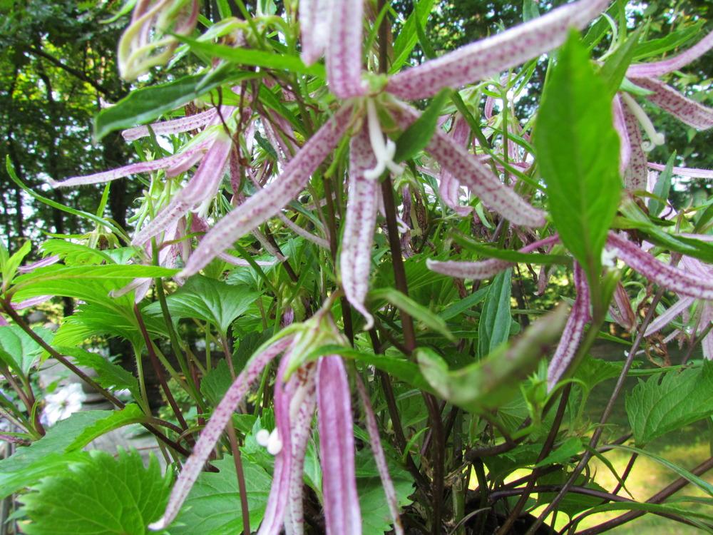 Photo of the bloom of Bellflower (Campanula punctata 'Pink Octopus ...