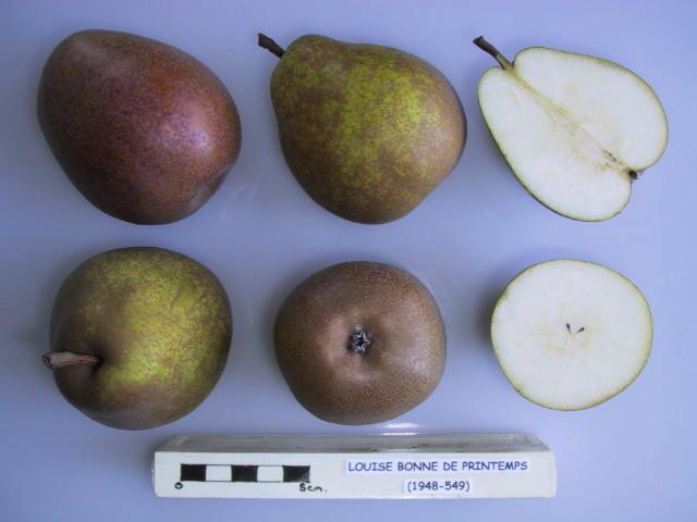Pear (Pyrus communis 'Louise Bonne de Printemps') in the Pears Database ...