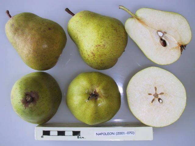 Pear (Pyrus communis 'Napoleon') in the Pears Database - Garden.org