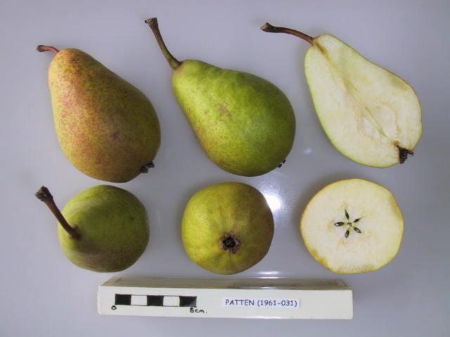 Pear (Pyrus communis 'Patten') in the Pears Database - Garden.org
