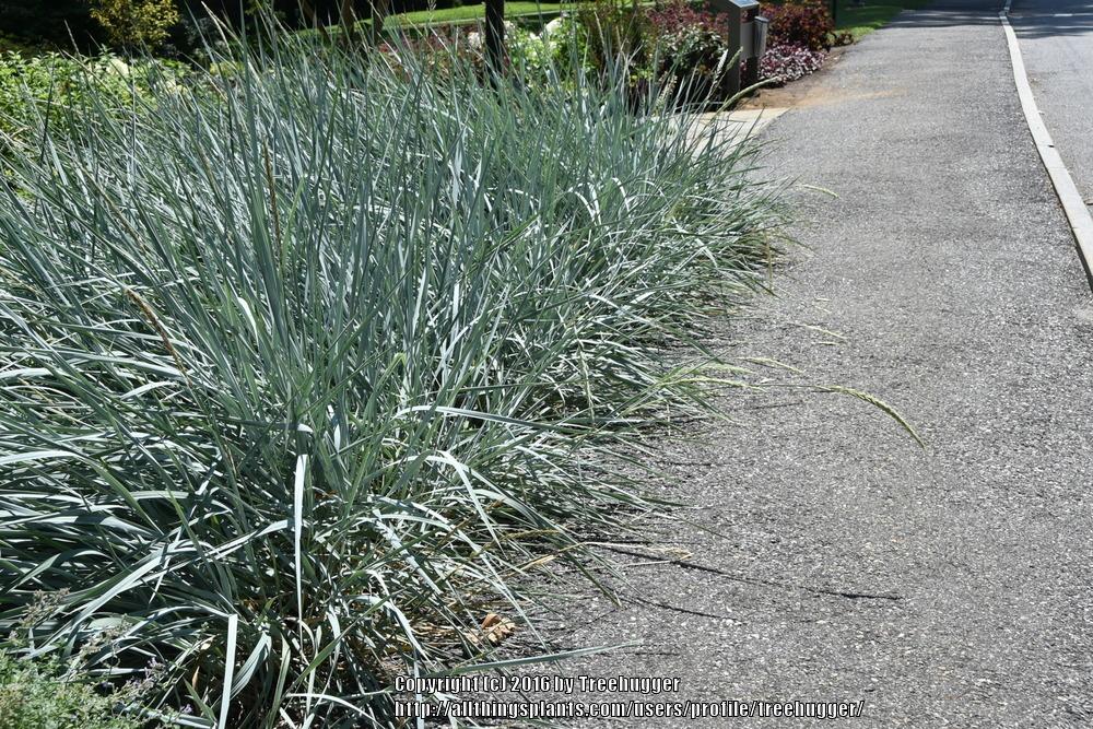 Photo of the entire plant of Blue Lyme Grass (Leymus arenarius 'Blue ...
